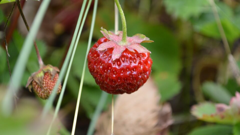 Swedish Foundation for Strategic Research